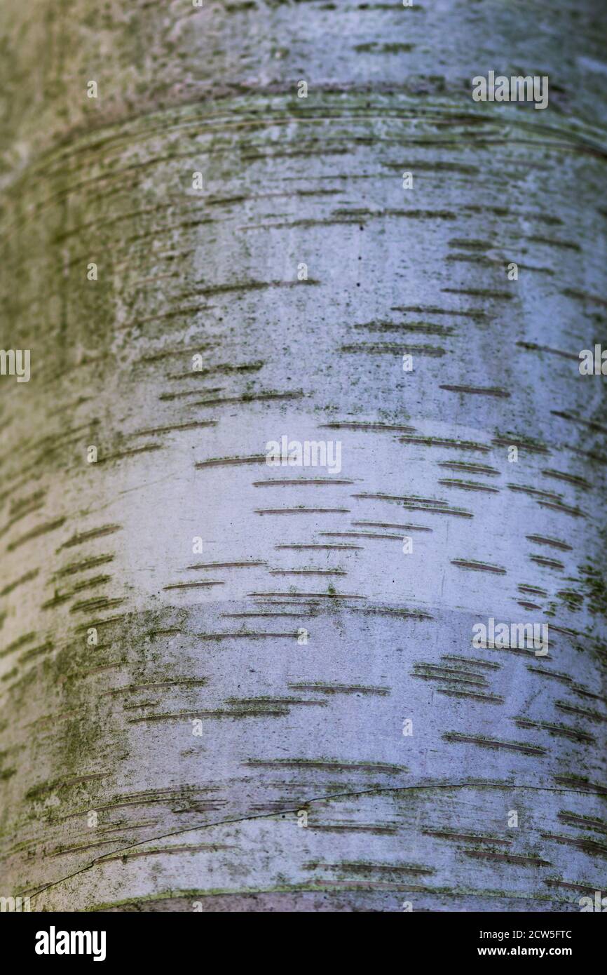 Maple wood with stripes hi-res stock photography and images - Alamy