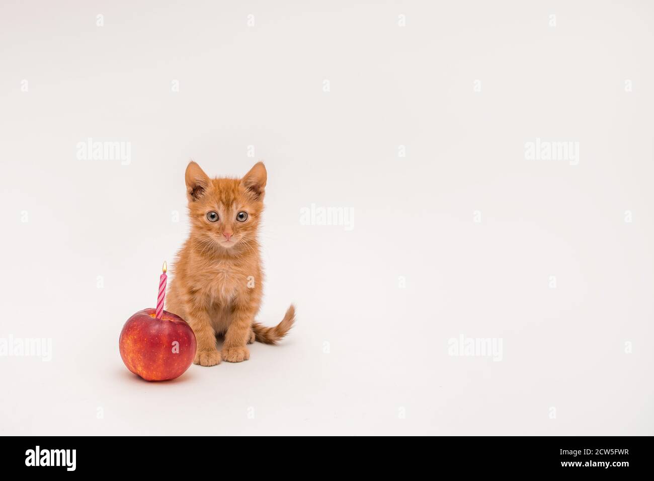 Red cat sitting on a white background with a red Apple, which is a ...