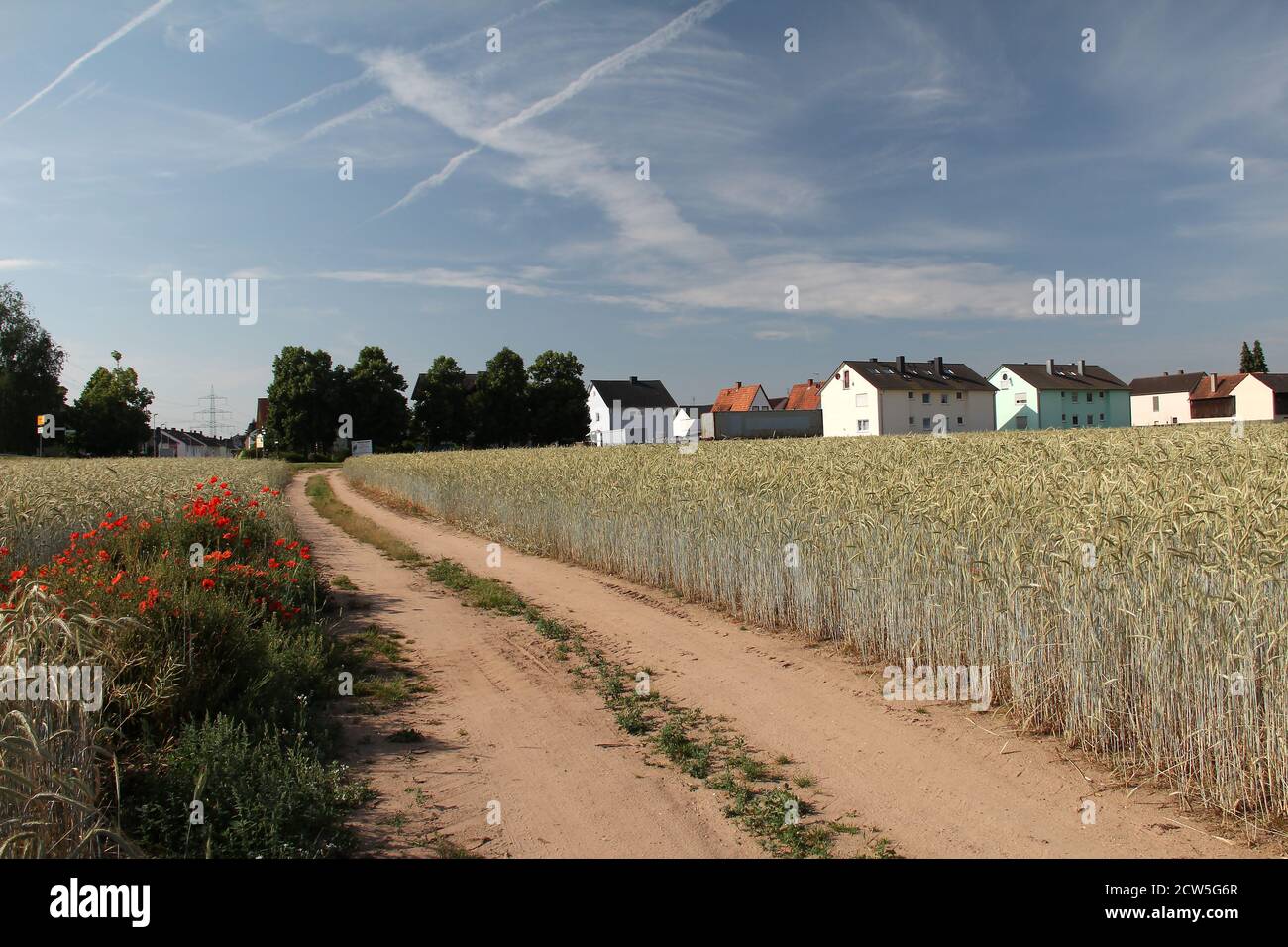 Countryside road surrounded by flowers and grass in the background of ...