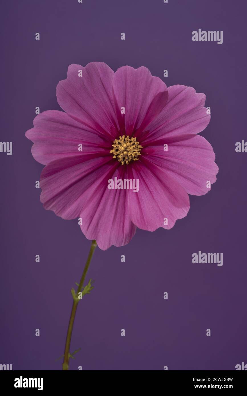 Purple cosmos hi-res stock photography and images - Alamy