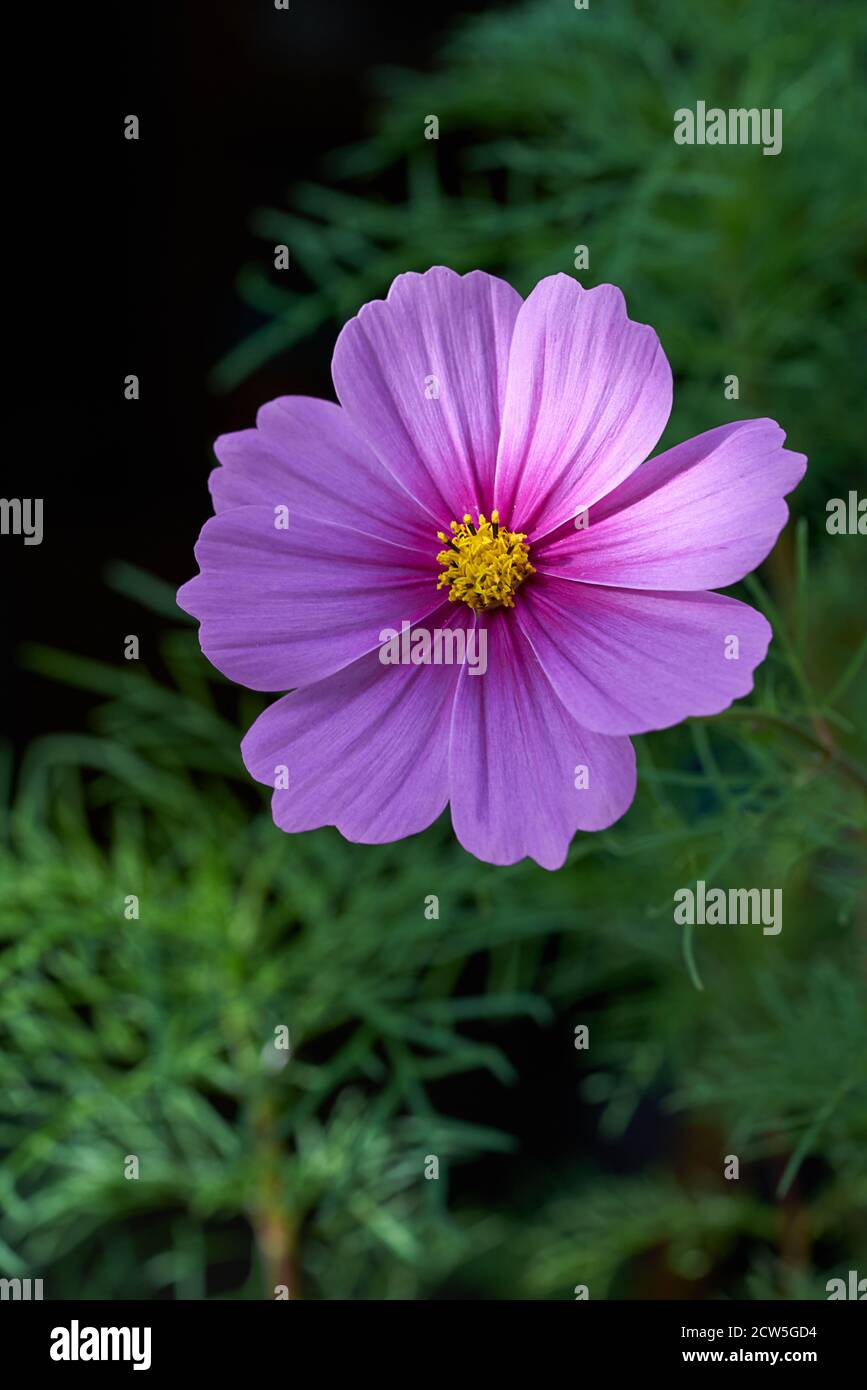 Purple cosmos hi-res stock photography and images - Alamy