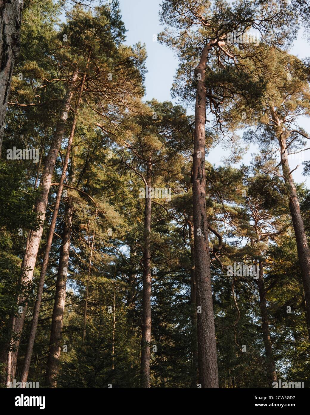Scottish woodlands tall trees hi-res stock photography and images - Alamy