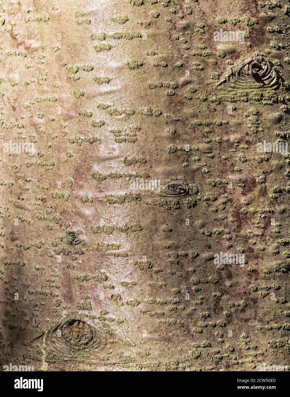 brown and red tree bark texture with sunlight Stock Photo - Alamy