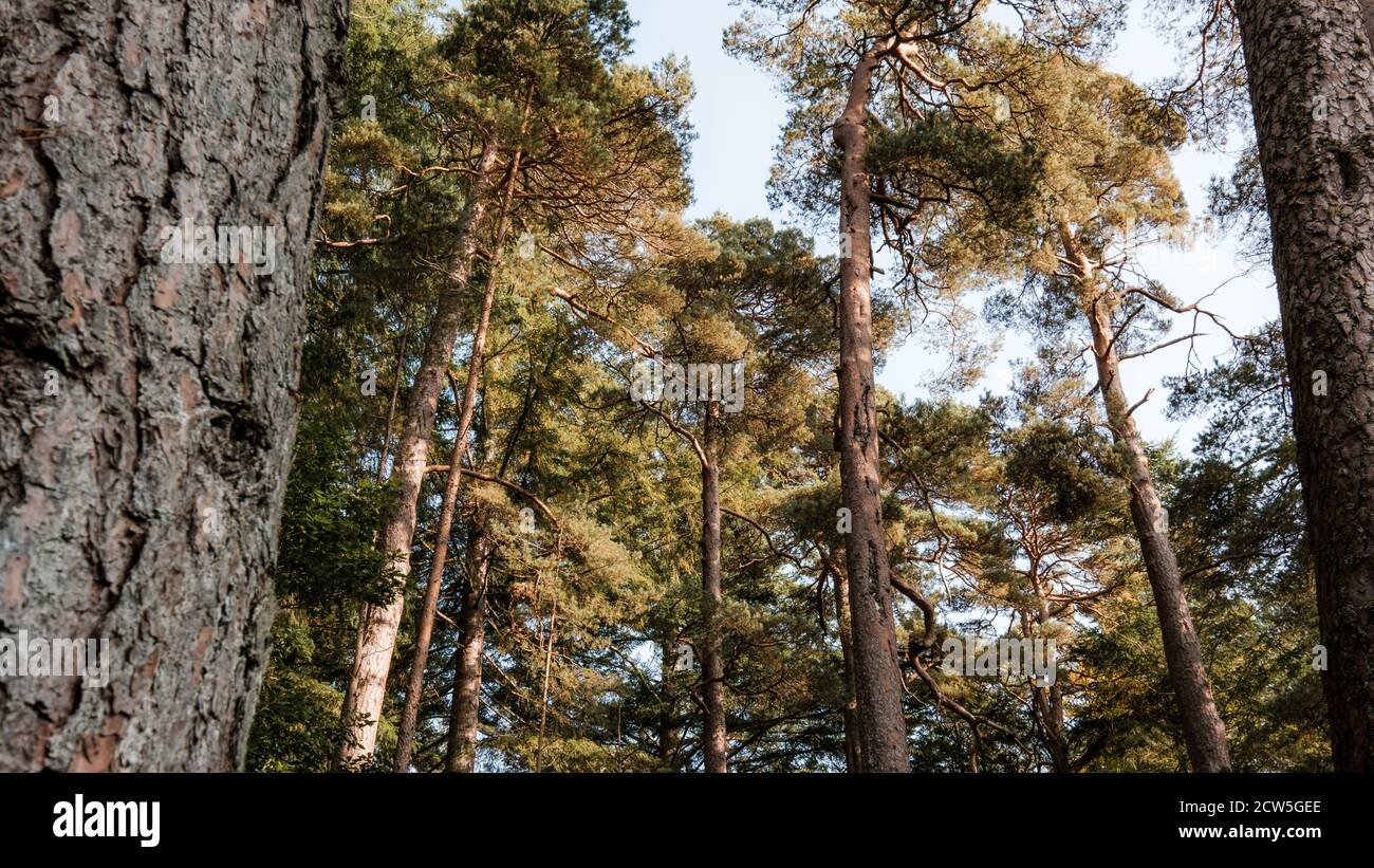 Scottish woodlands tall trees hi-res stock photography and images - Alamy