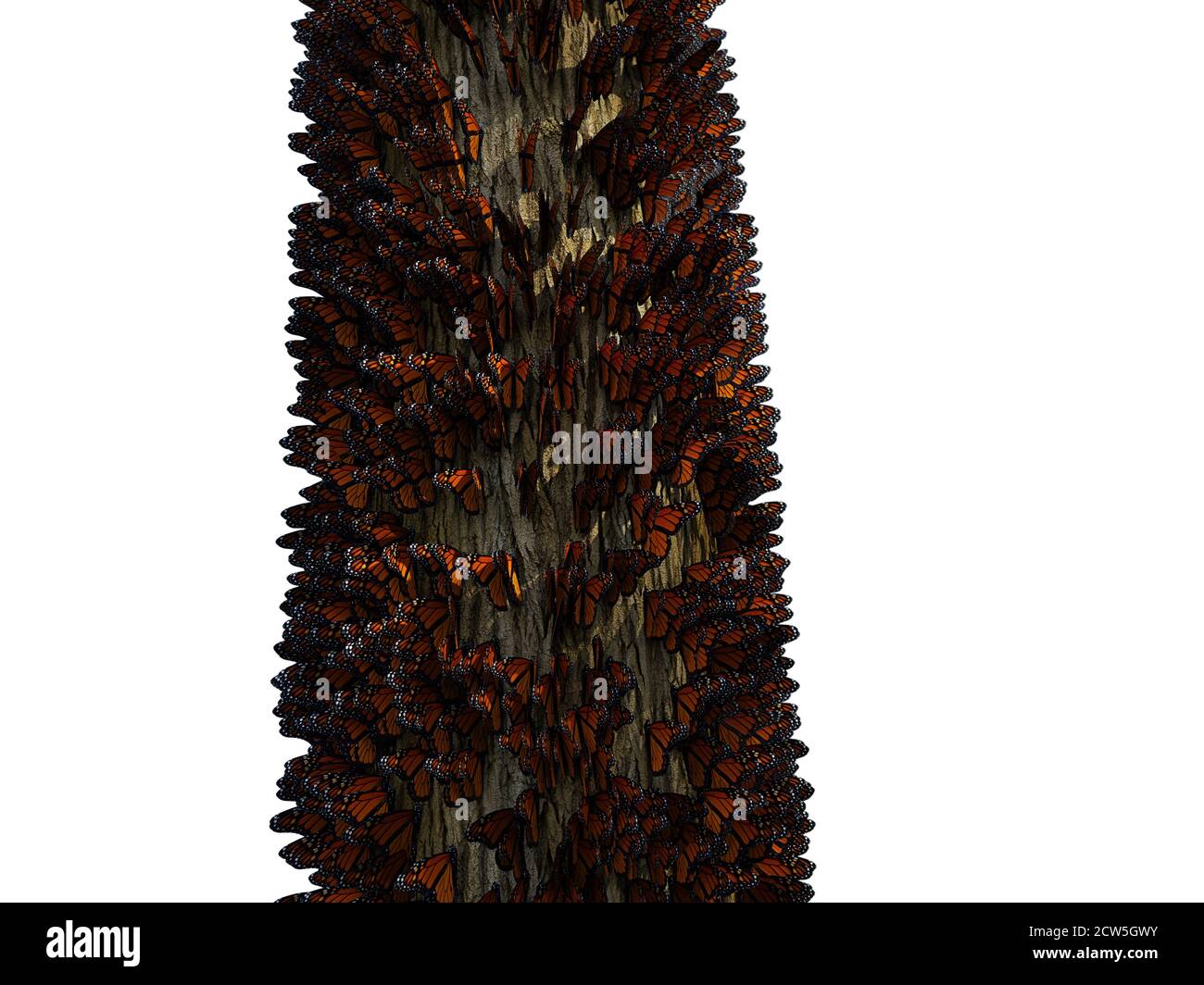 swarm of monarch butterflies resting on a tree trunk, migrating Danaus ...