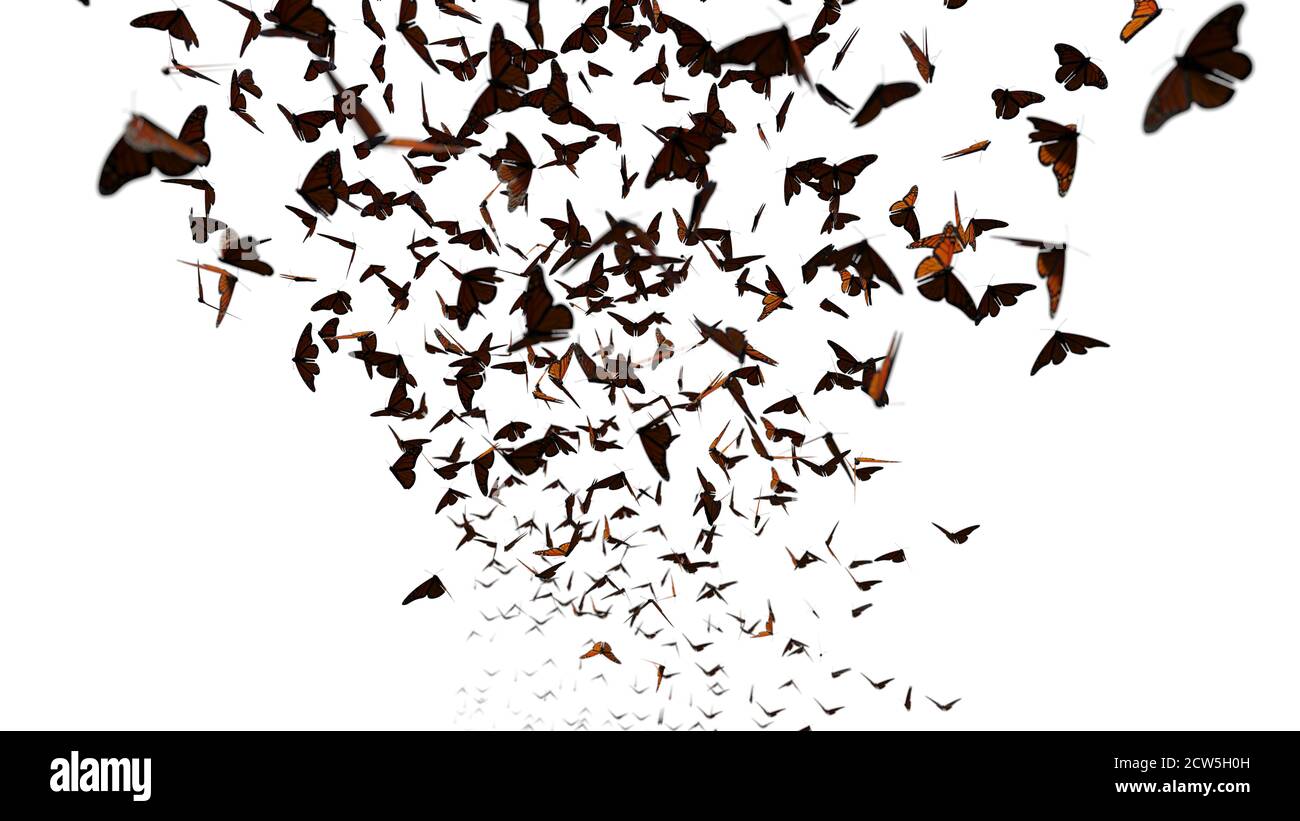 Butterflies Swarm Png