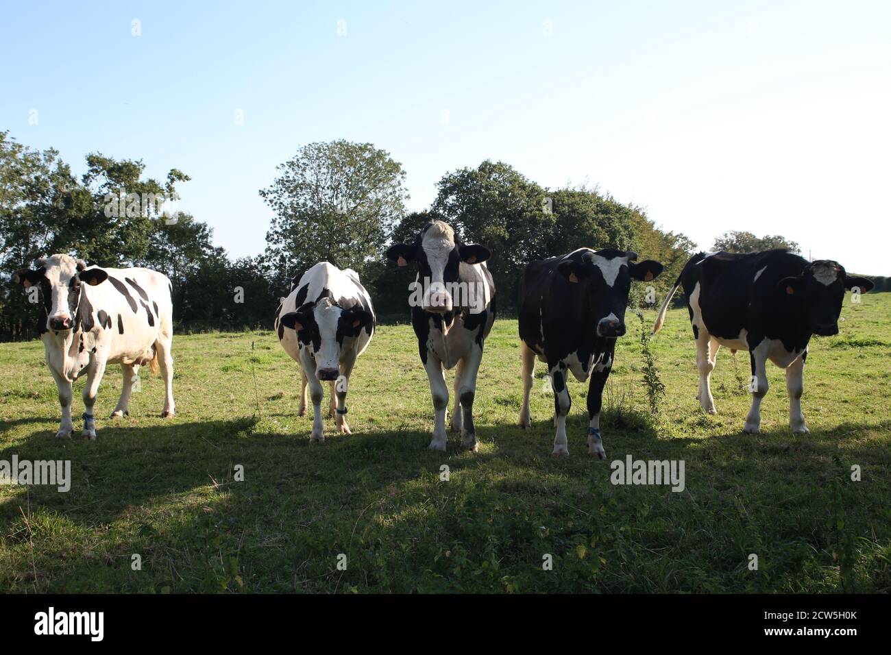 Cows in a Normandy field / Vaches dans un champ normand Stock Photo - Alamy