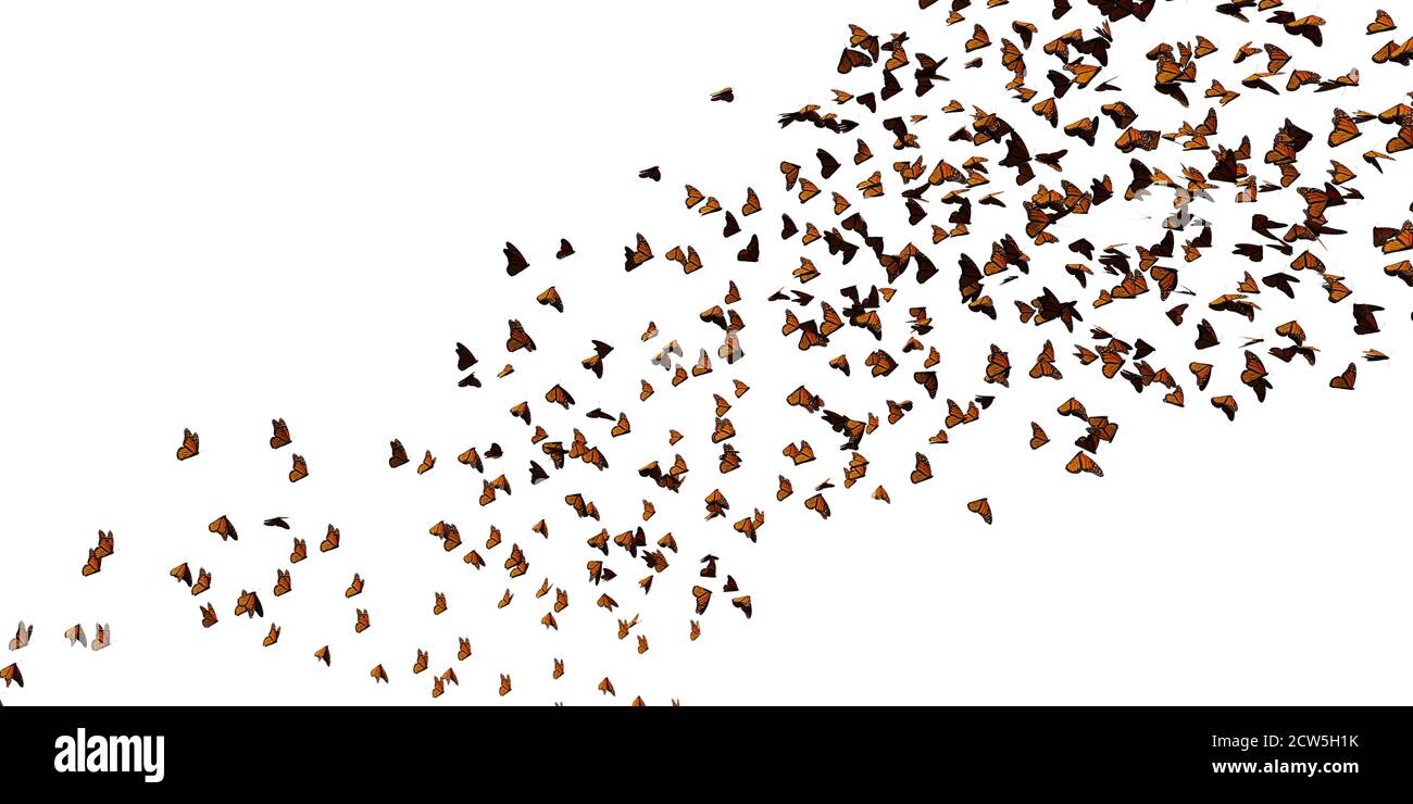 monarch butterflies swarm, Danaus plexippus group isolated on white ...