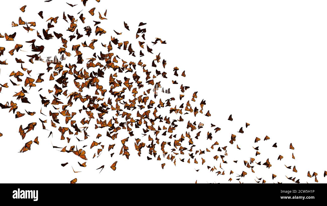 Butterflies Swarm Png