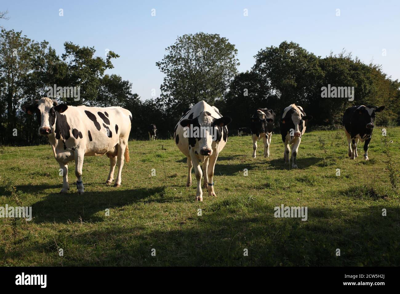 Normandie cows hi-res stock photography and images - Alamy