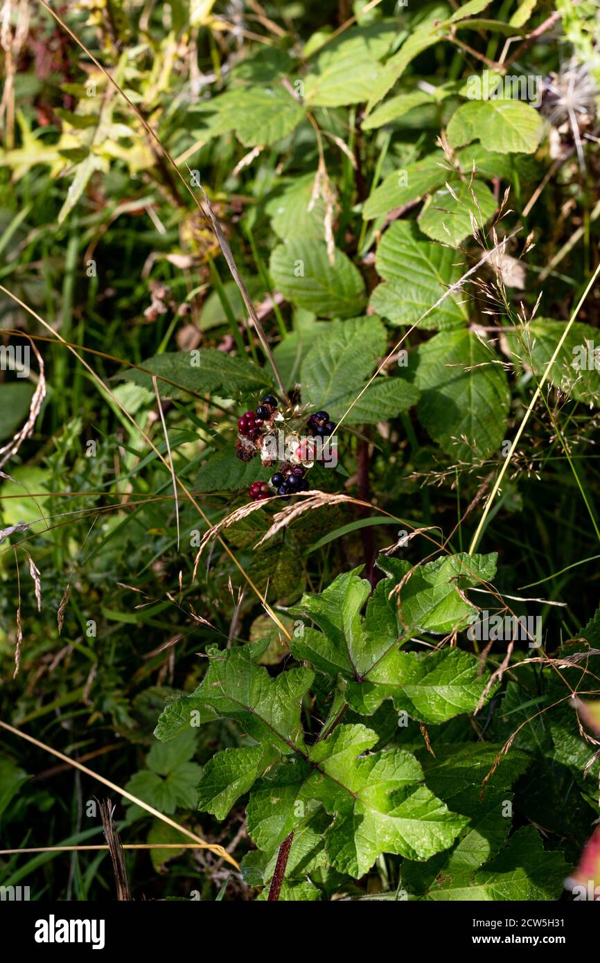 Woodland plant life hi-res stock photography and images - Alamy