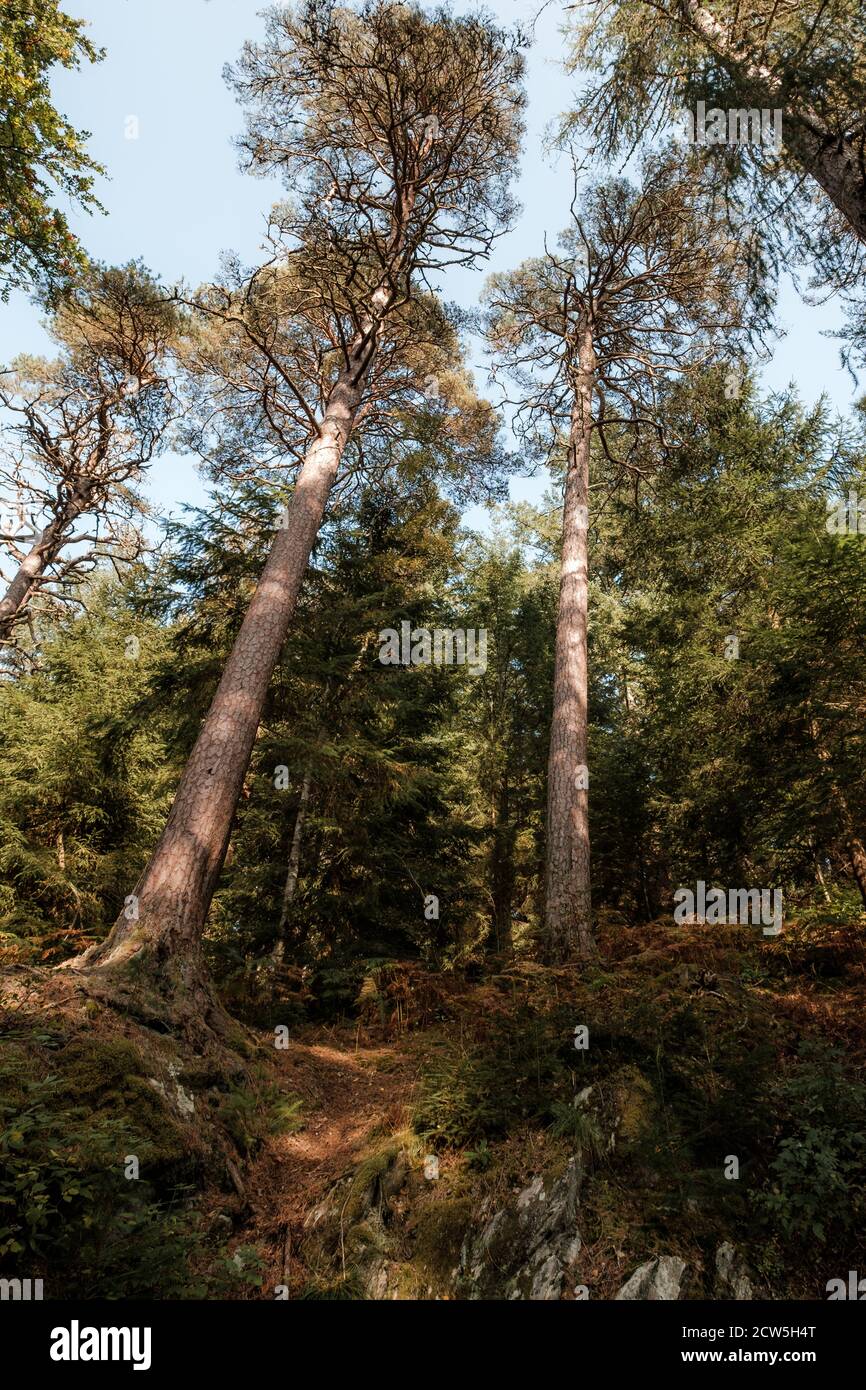 Scottish woodlands tall trees hi-res stock photography and images - Alamy