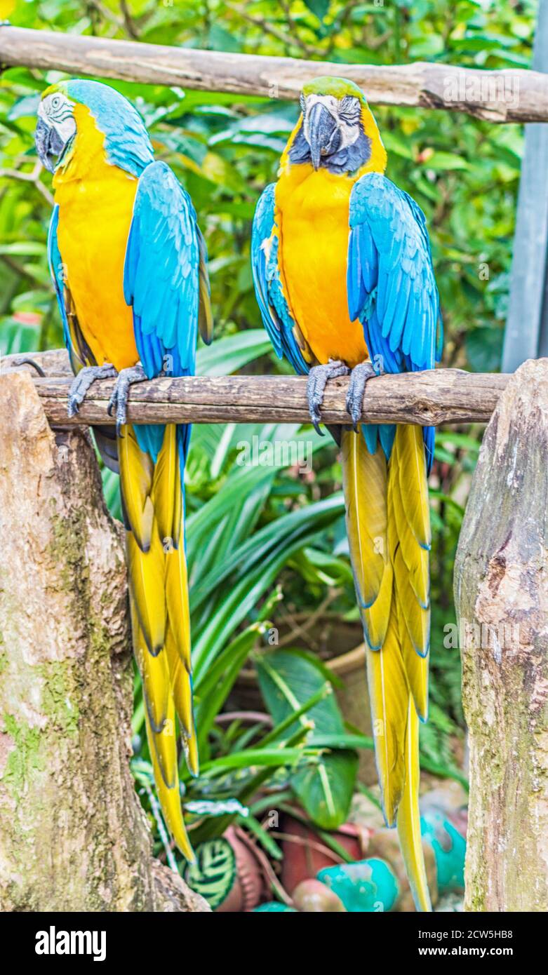 pair of brightly colored parrots in a zoo of Singapore Stock Photo - Alamy