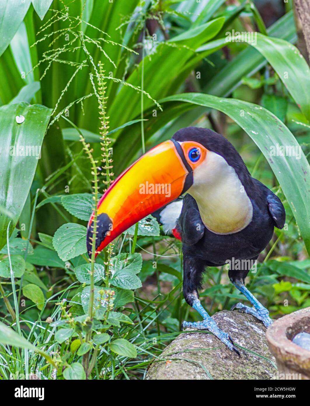 Toucan with orange beak in Singapore Zoo Stock Photo - Alamy