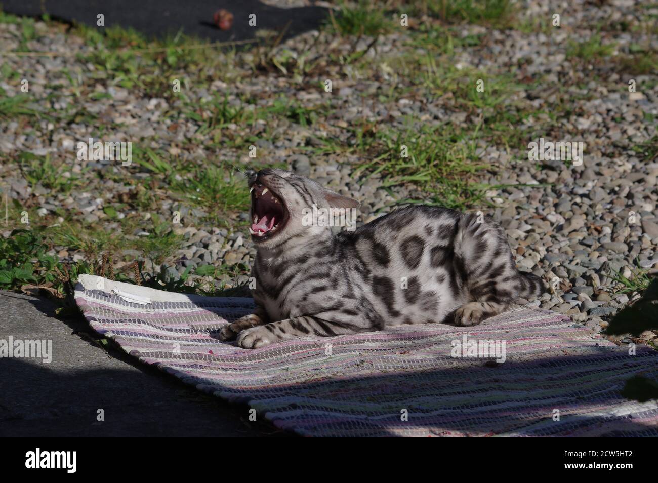 Tabby cat sitting rug hi-res stock photography and images - Alamy
