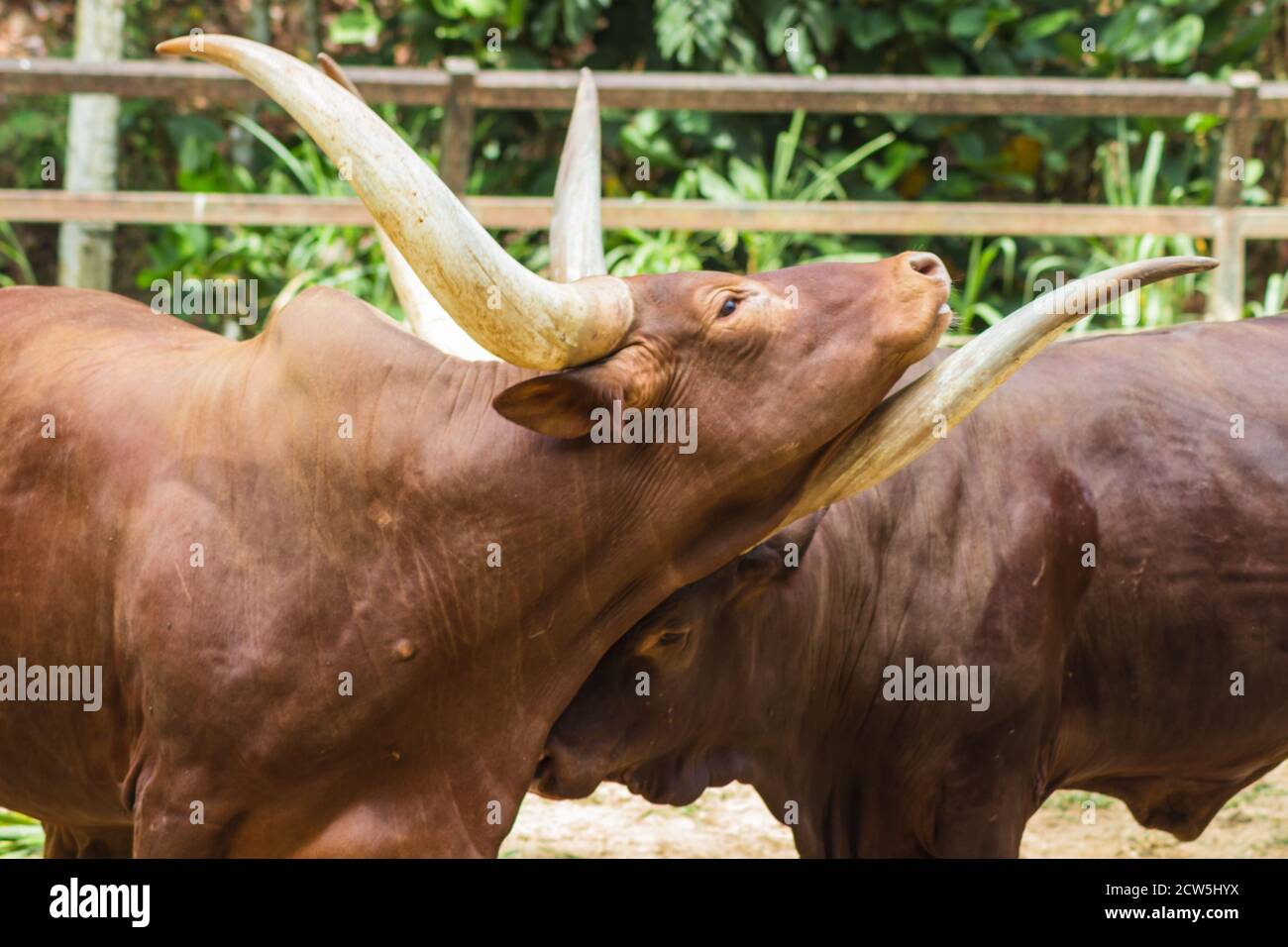 Two red African bulls in the zoo in Malaysia Stock Photo - Alamy