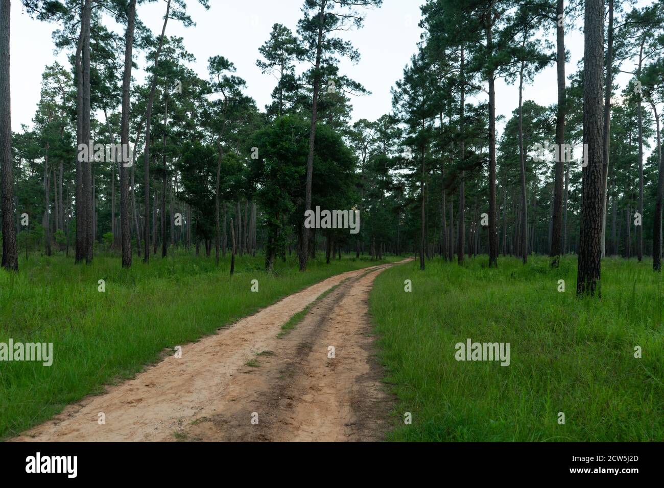 Trails Through Texas Forest Stock Photo - Alamy