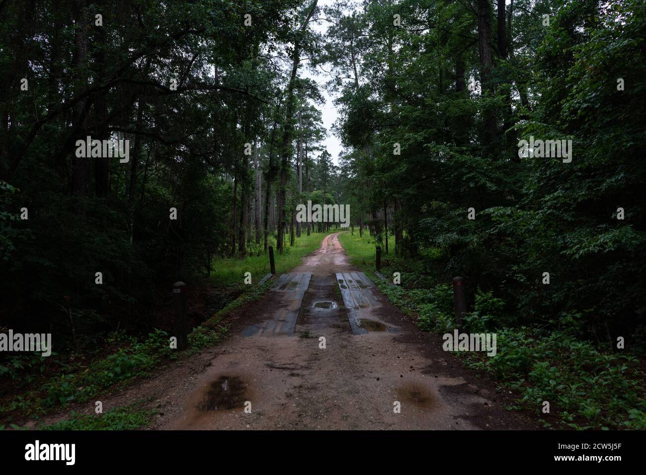 Walk trail through woods Stock Photo - Alamy