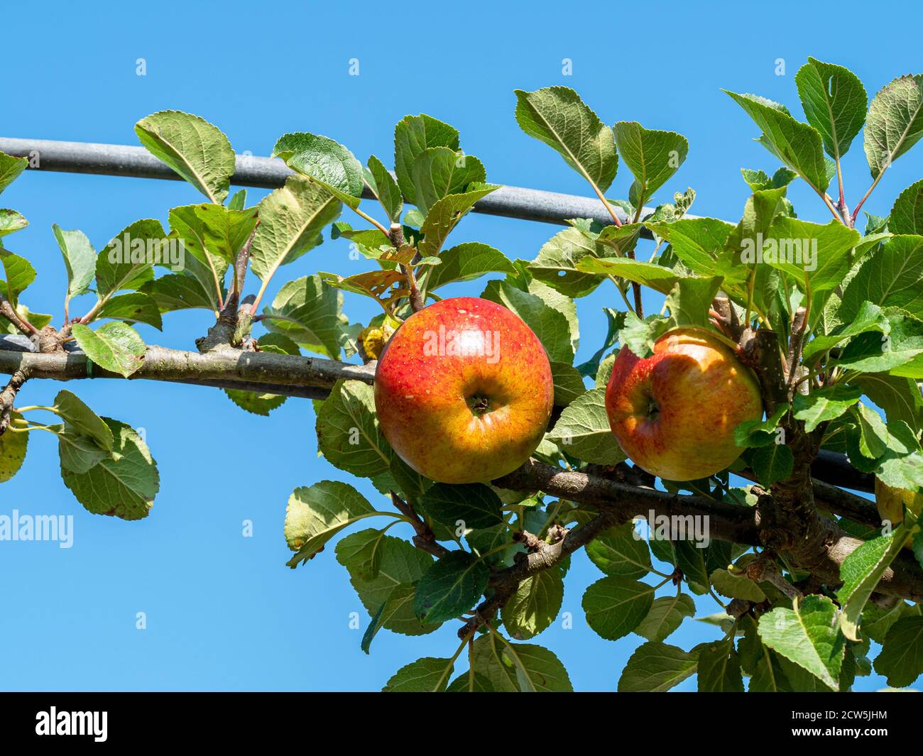 Apple variety tree orchard fruit hi-res stock photography and images ...