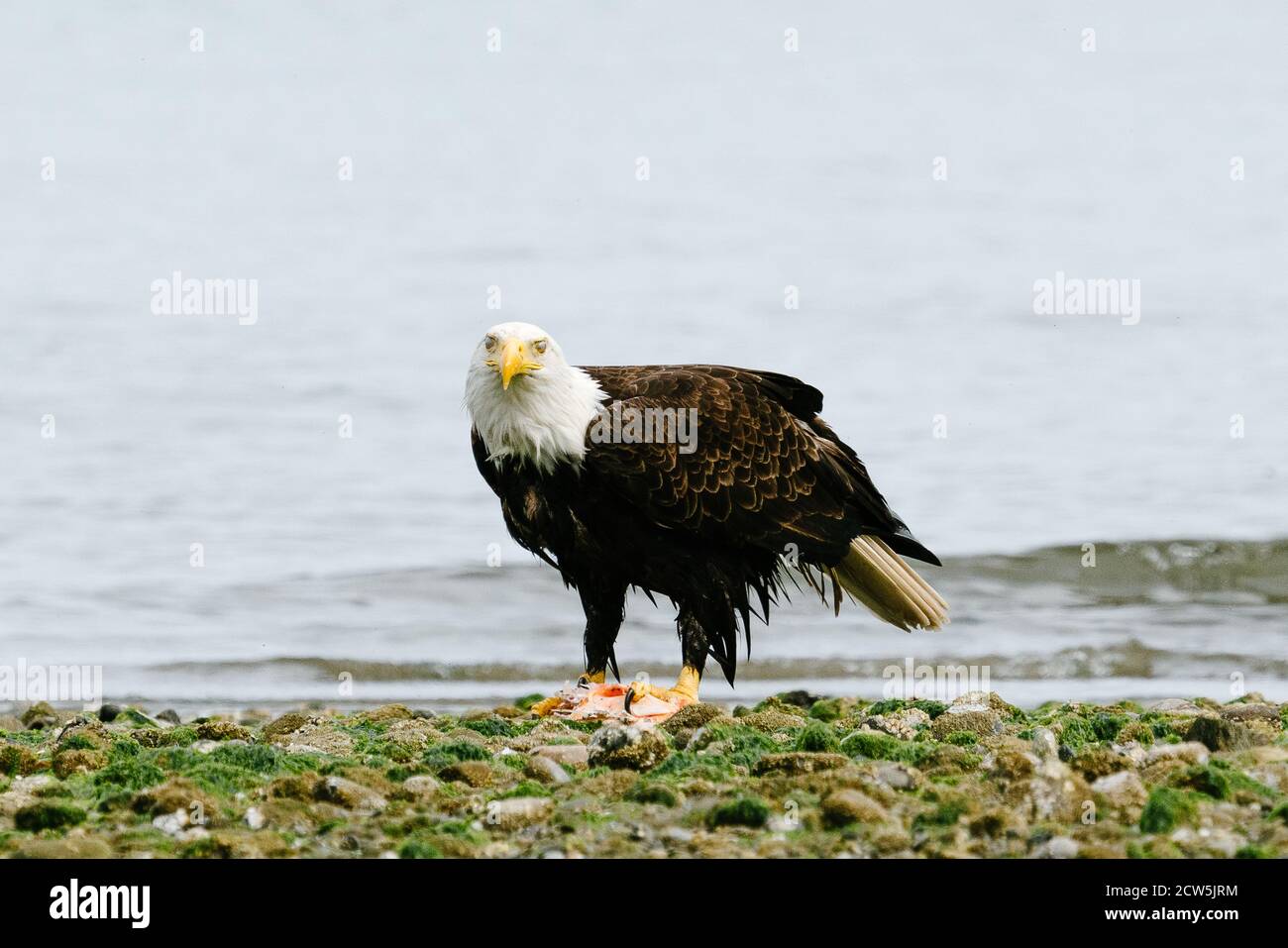 A bald eagle with its reticulating membrane covering its eyes Stock ...
