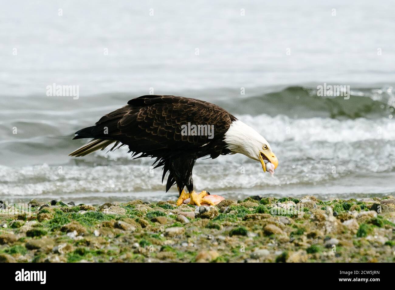 Side view of a bald eagle eating a fish on the beach Stock Photo - Alamy