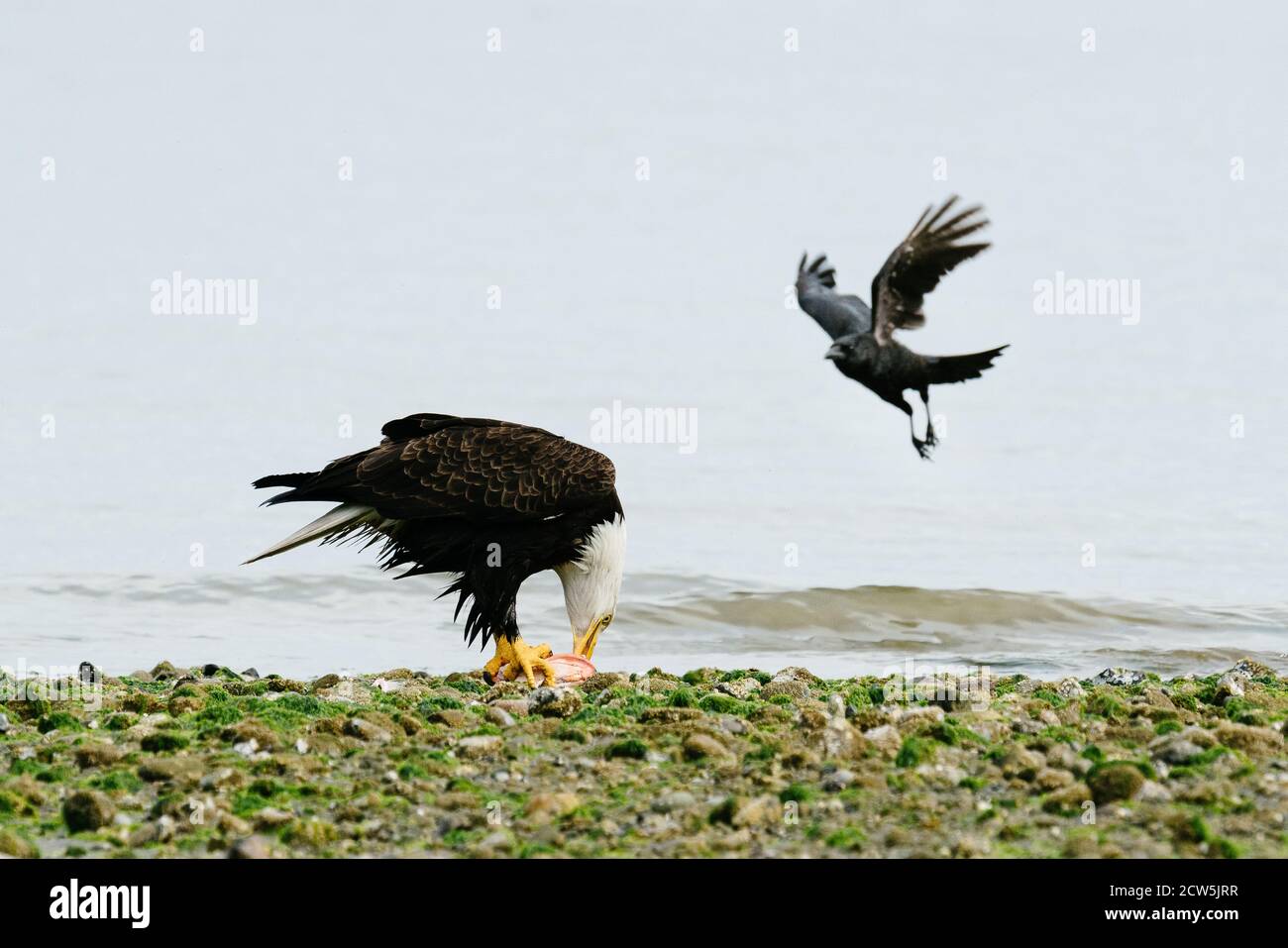 A bald eagle eating a fish on the beach while a crow flies above Stock ...