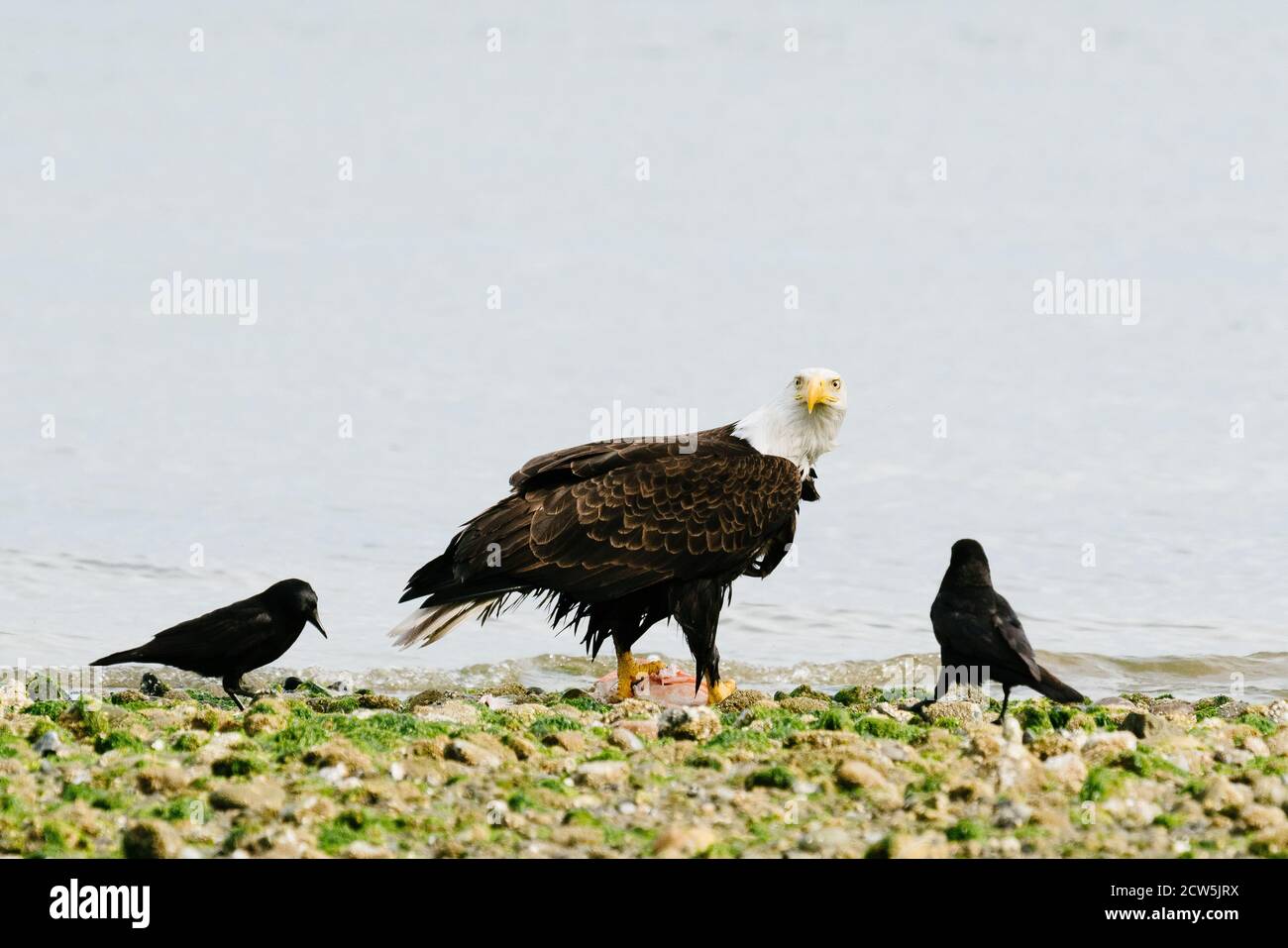 Photo of a crow outside hi-res stock photography and images - Alamy