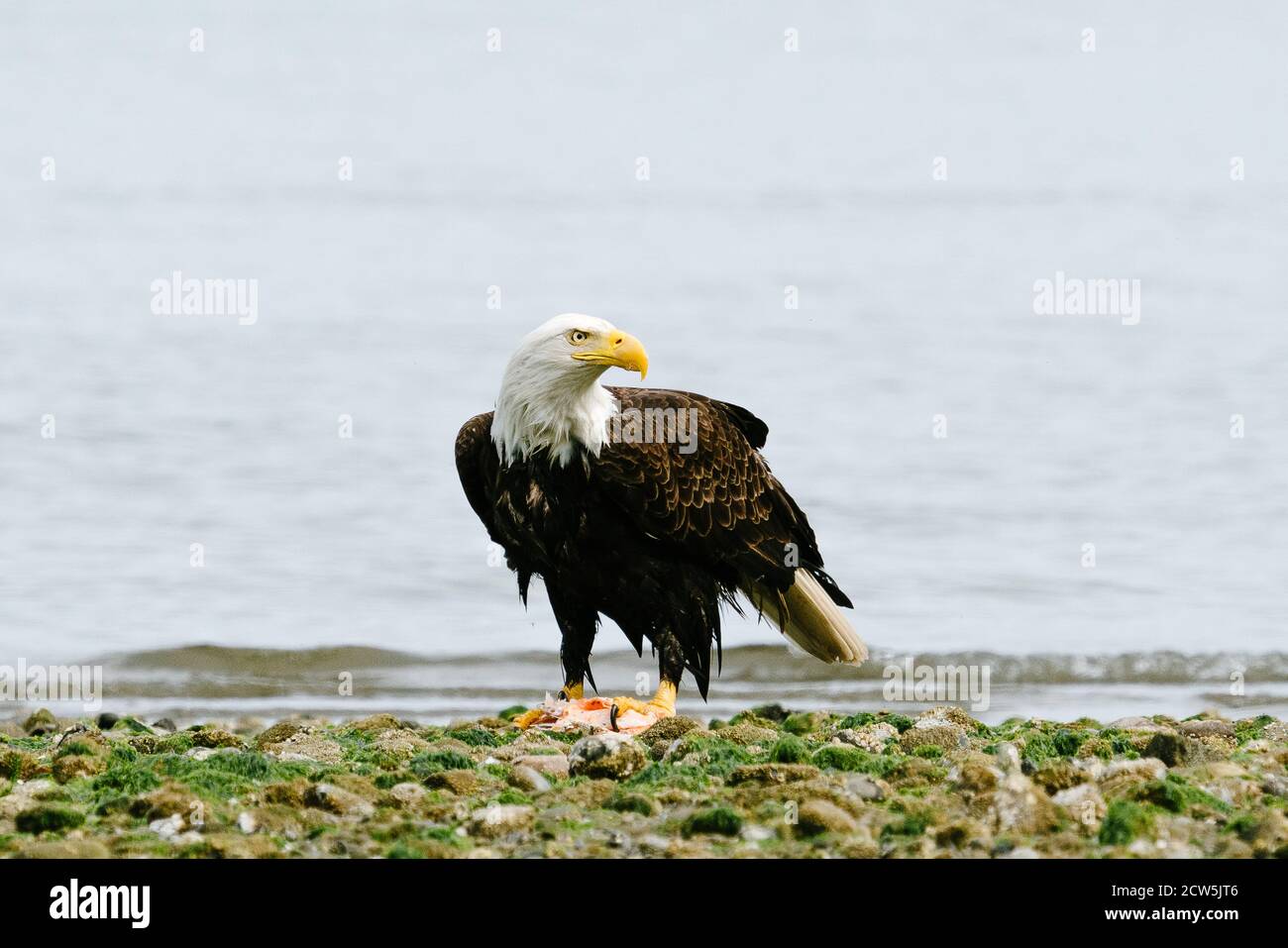 Closeup side view of an adult bald eagle standing on a rocky beach ...