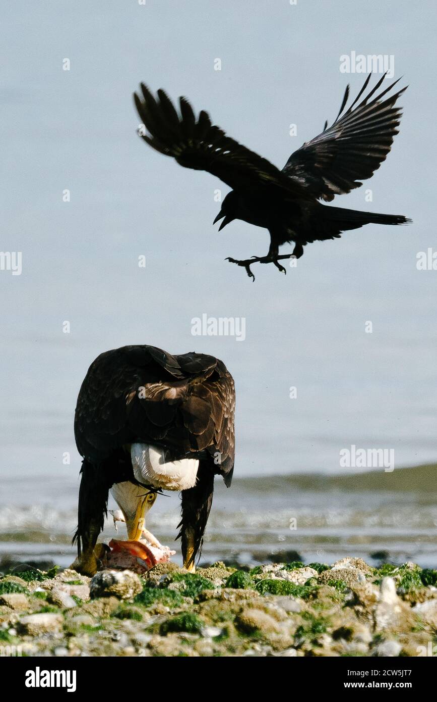 Closeup image of a crow fight a bald eagle for a fish Stock Photo - Alamy
