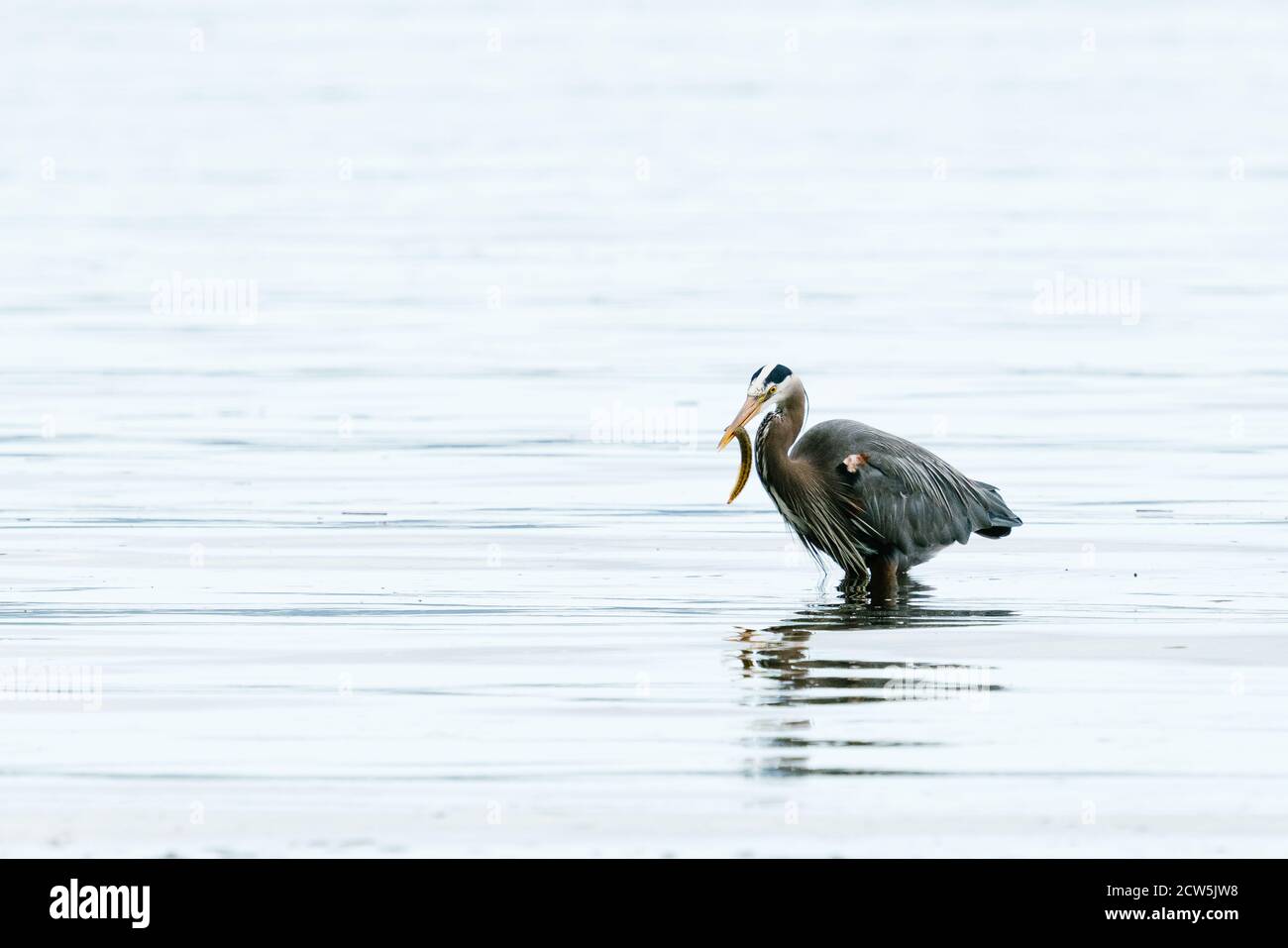 Gunnel hi-res stock photography and images - Alamy