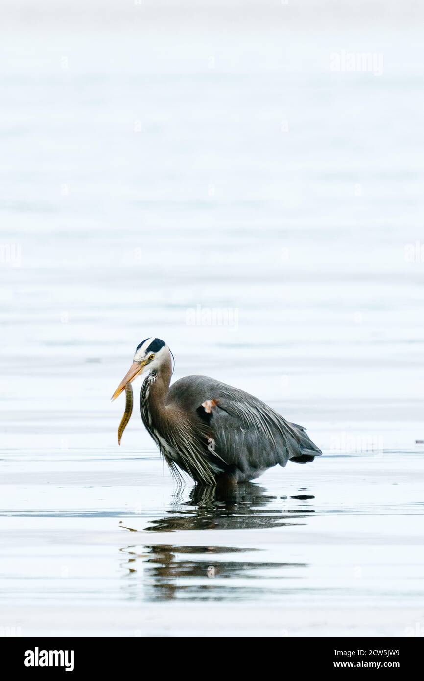 Gunnel hi-res stock photography and images - Alamy
