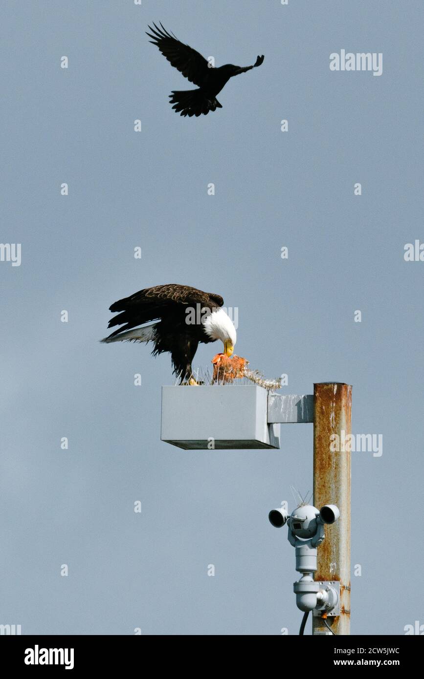 American crow flying hi-res stock photography and images - Alamy