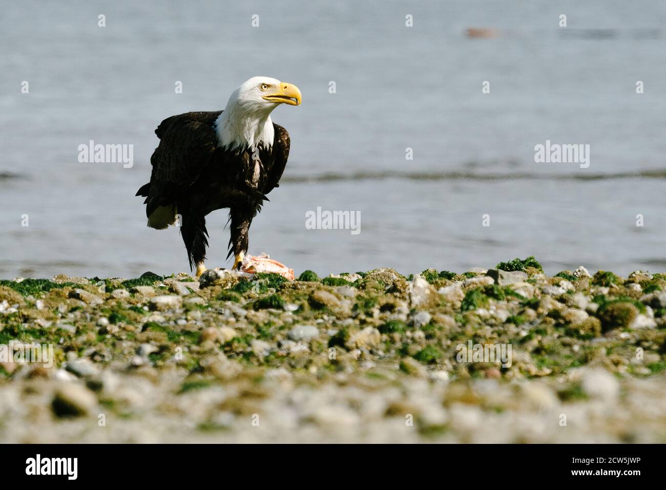 Straight on view of a bald eagle on a beach in the Pacific Northwest ...