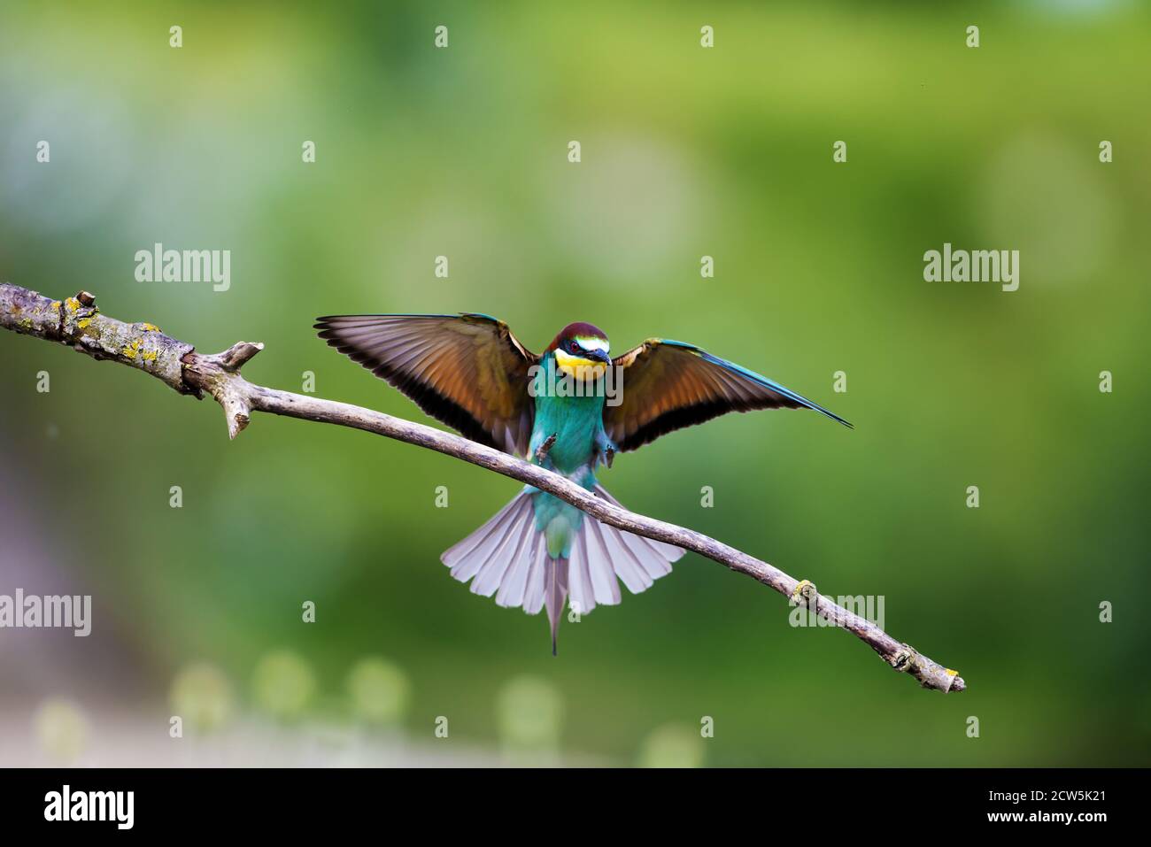 European bee-eater with outstretched wings, landing on a tilted branch ...