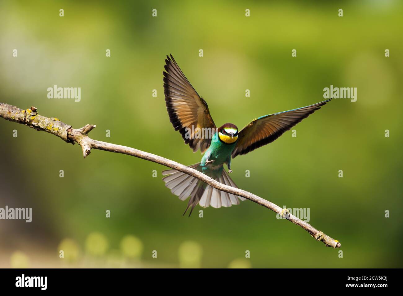 European bee-eater with outstretched wings, landing on a tilted branch ...