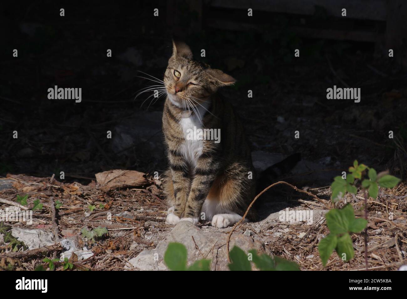 Winking cat hi-res stock photography and images - Alamy