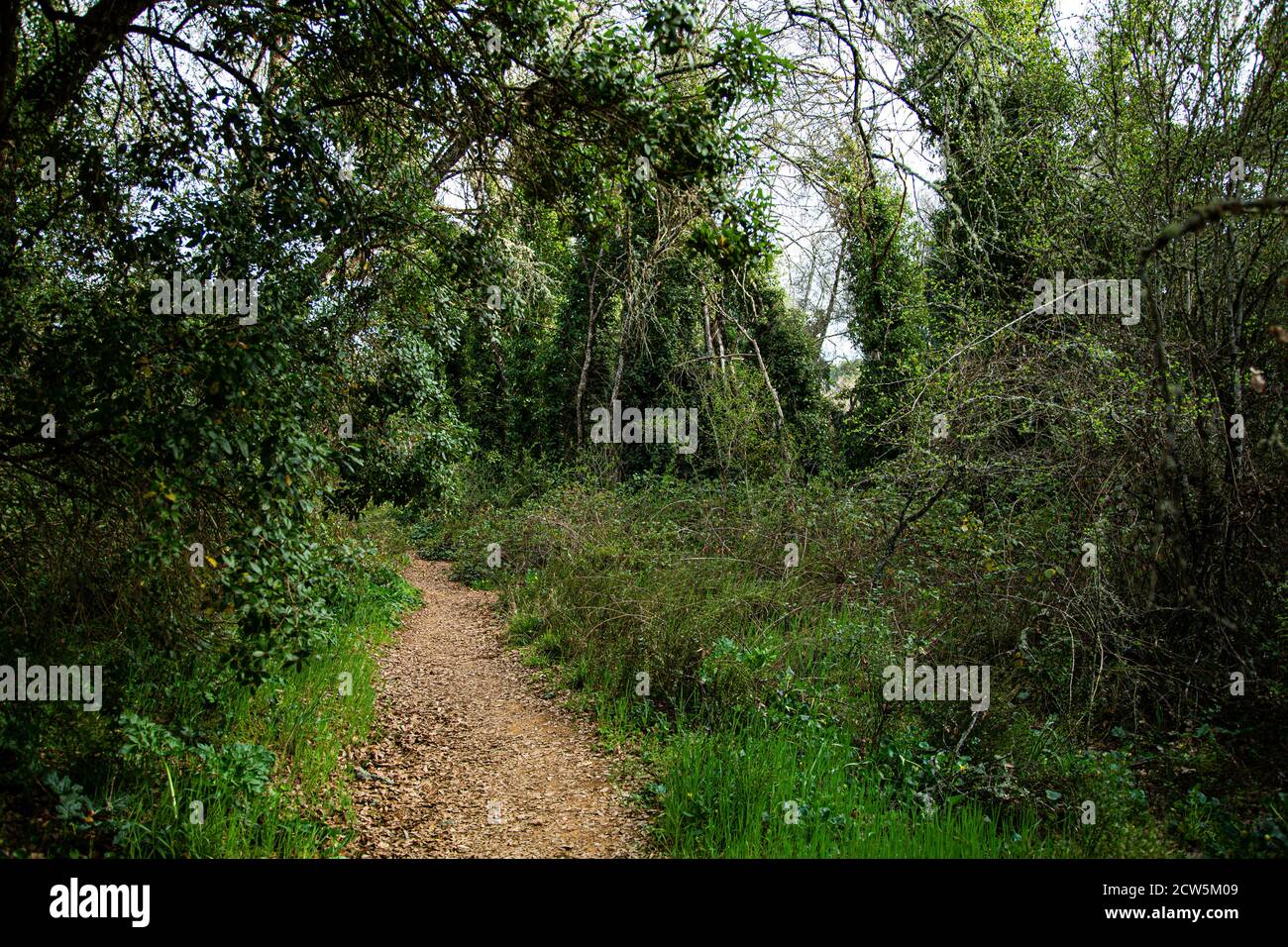 Trail with vines climbing through trees Stock Photo - Alamy