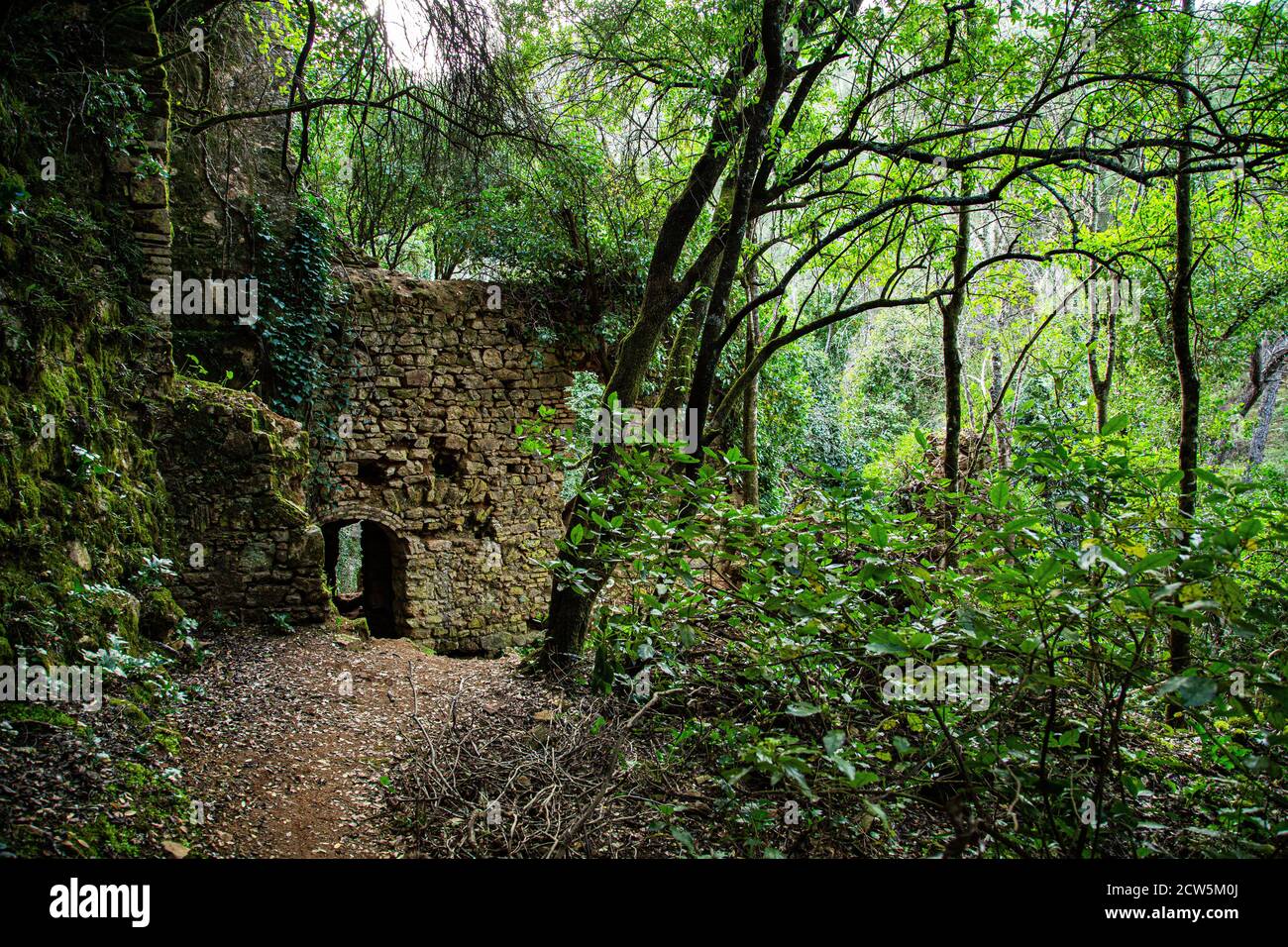 Ancient ruins in the forest hidden among trees and vegetation Stock ...