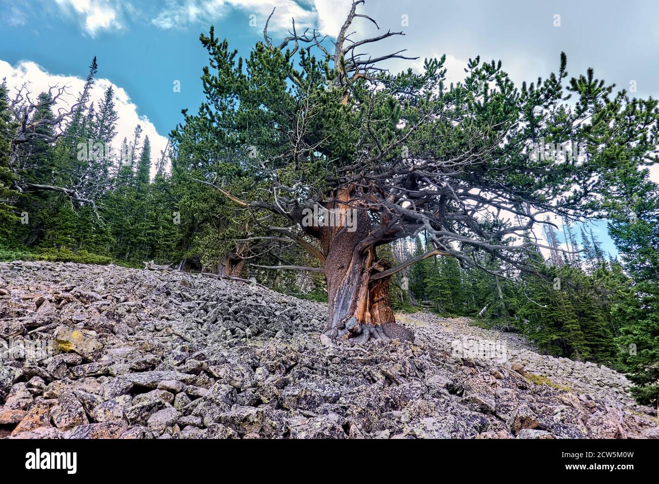 Old growth pine hi-res stock photography and images - Alamy
