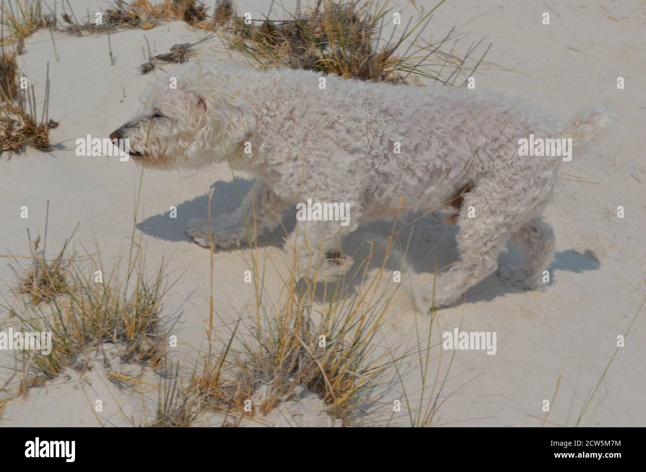 White Cockapoo High Resolution Stock Photography and Images - Alamy