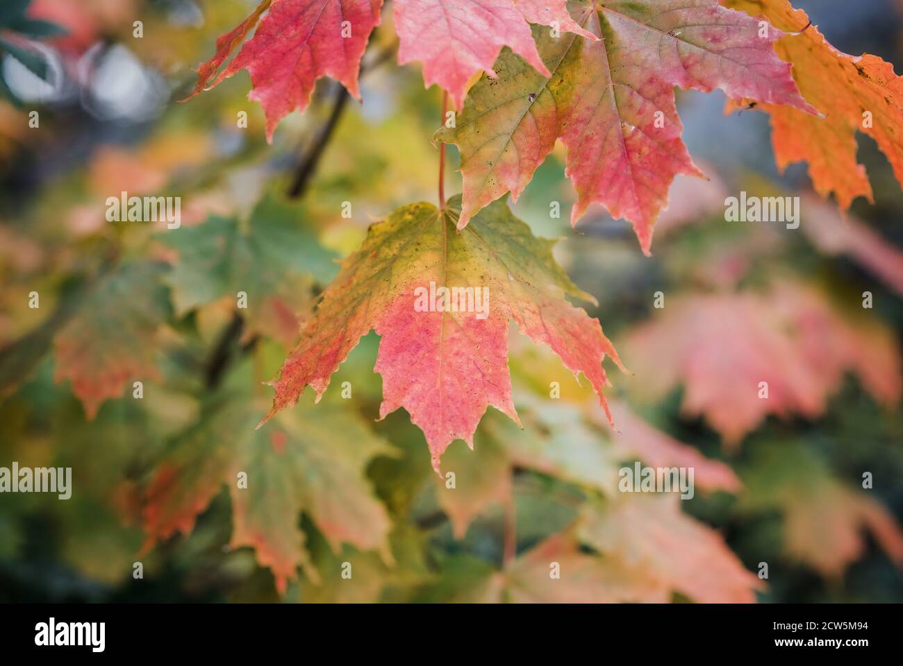 Toronto maple leaf logo hi-res stock photography and images - Alamy