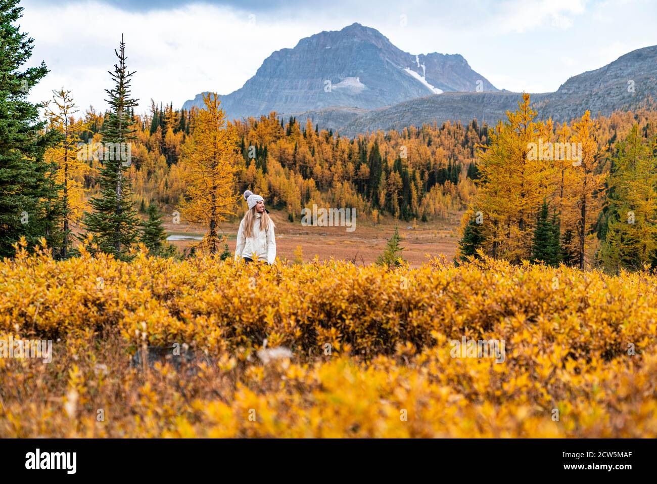 Walking Through Sunshine Meadow During Autumn's Fall Colours Stock ...