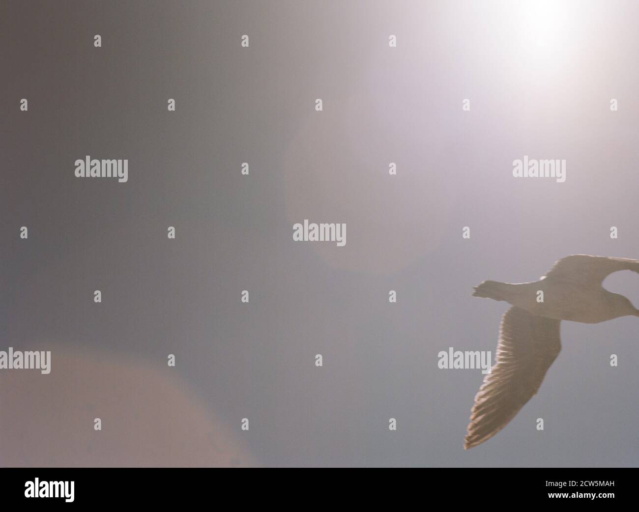 Seagull flying out of frame with wings spread and sun flare Stock Photo ...