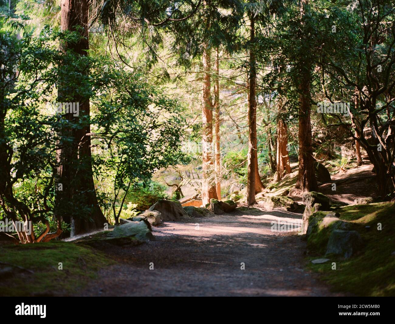 Winding path through sunny green forest clearing and sunlight Stock Photo - Alamy