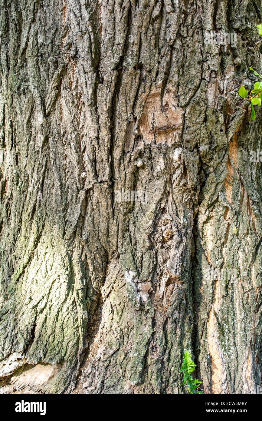 Oak Tree Bark Background