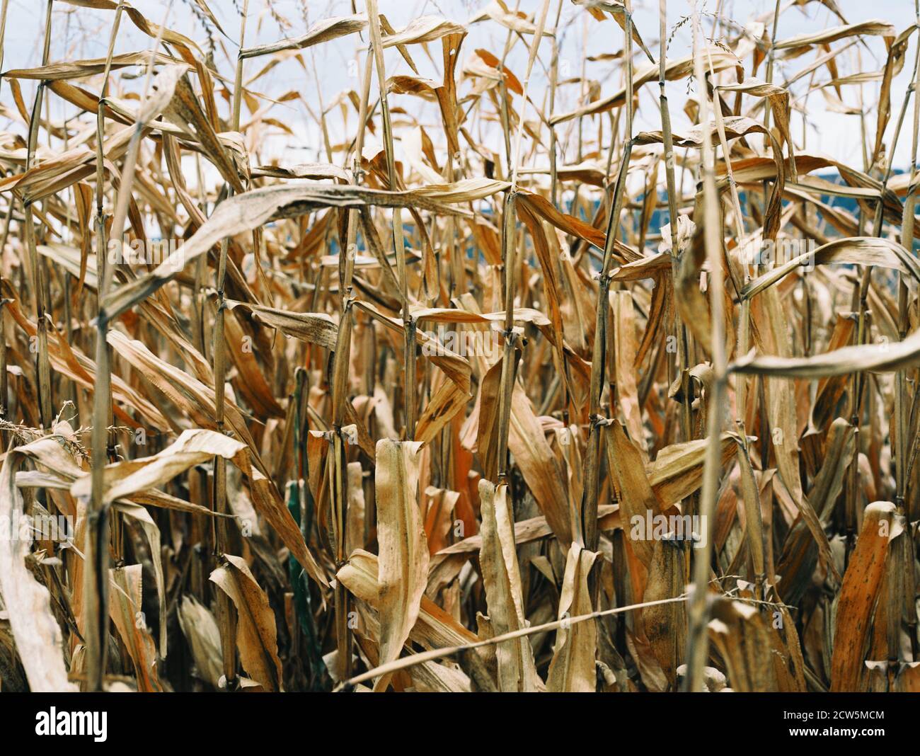 Destroyed Dead Brown Corn Stalks in Rows After Fall Harvest Autu Stock ...