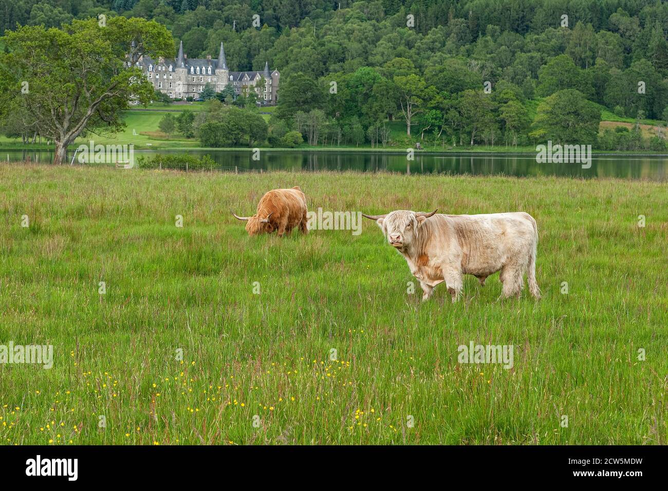 Highland bull and cow in field in front of Scottish Castle Stock Photo ...