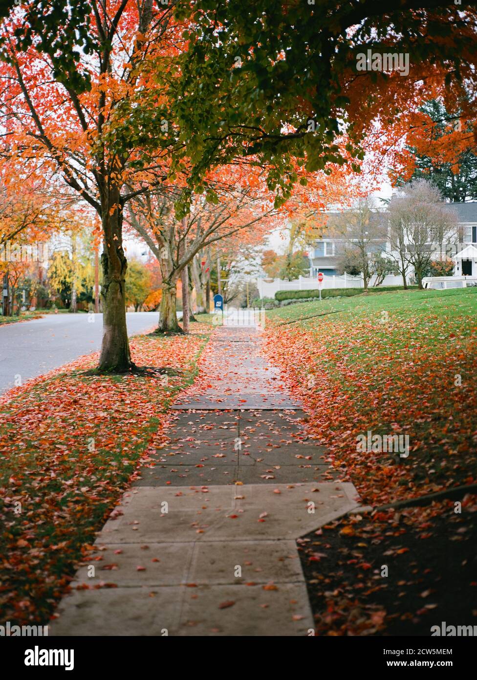 Suburban Neighborhood in Autumn with Mailbox and orange leaves Stock ...
