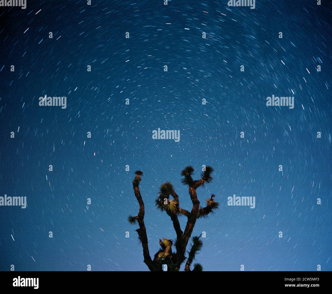 Star Trails above Joshua Tree Stock Photo - Alamy