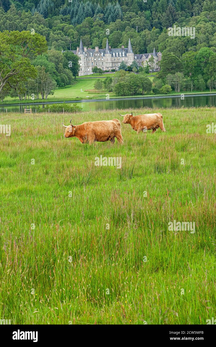 Highland cattle castle hi-res stock photography and images - Alamy